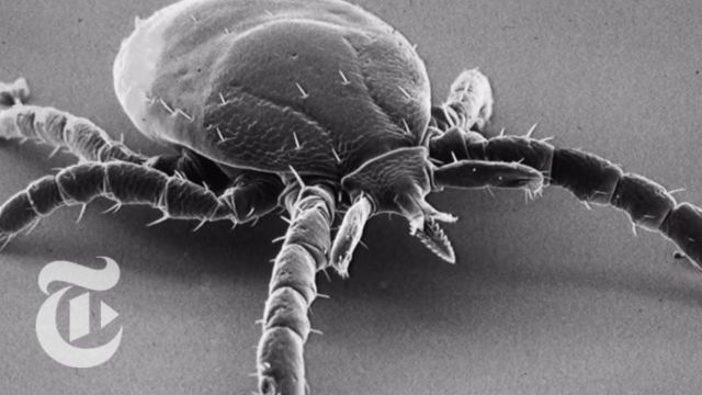 The Tick Explained | dovga.com